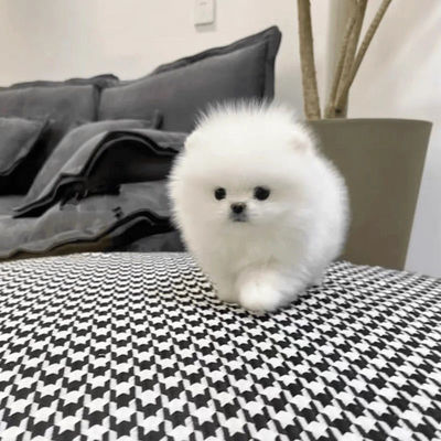 博美混血幼犬狗狗长不大家庭可爱聪明狗崽袖珍犬帅气纯白色活物