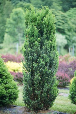 红豆杉科红豆杉属Taxus 曼迪亚红豆杉（杂种紫杉）Taxus x media