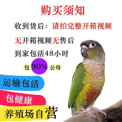 广州帕斯特：手养鹦鹉，养殖场自营，小太阳鹦鹉
