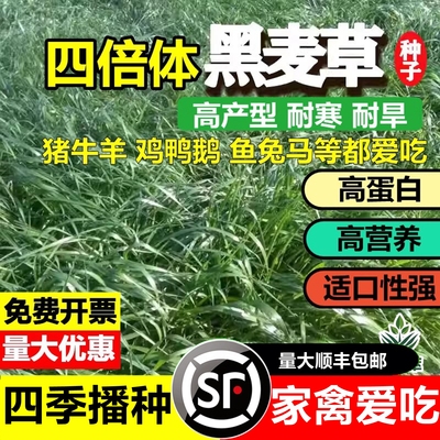 进口四倍体黑麦草草籽多年生耐寒