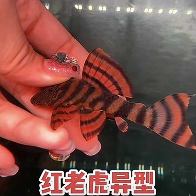 异型帝王迷宫斑L397红老虎鱼