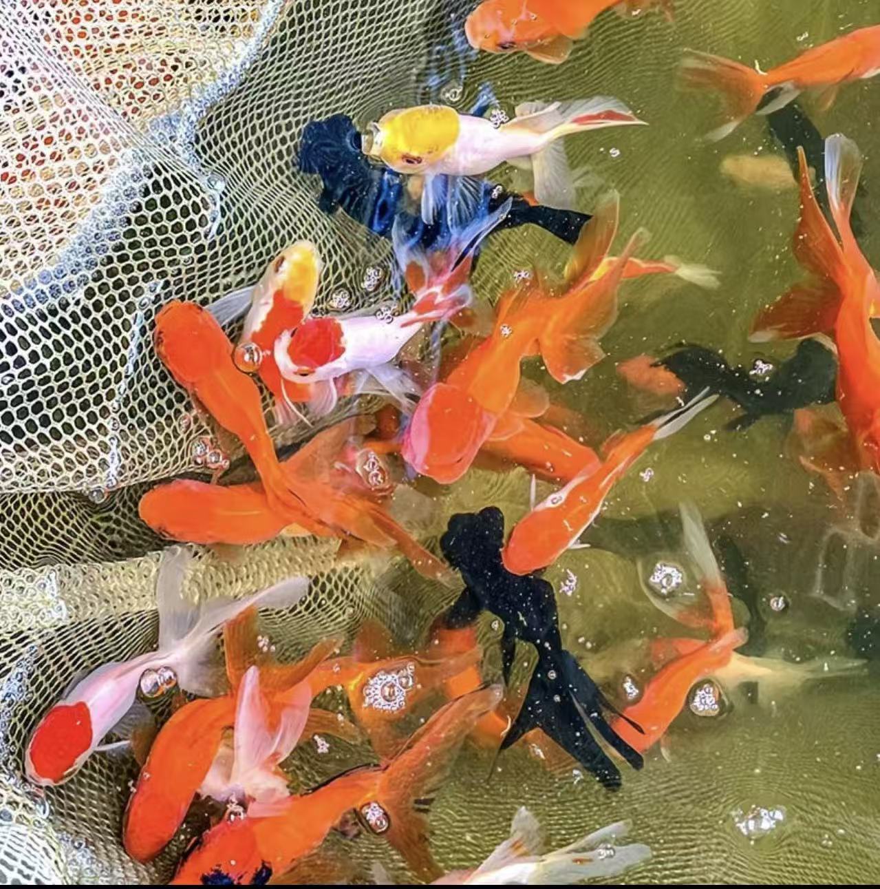 小金鱼冷水鱼好养耐活小鱼淡水鱼红草小鱼锦鲤鱼小金鱼活体观赏鱼