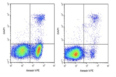 Elabscience® Annexin V-PE 染色液，E-CK-A115，适用荧光标记