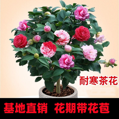 四季香妃茶花盆栽带花苞