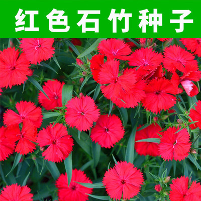 石竹花种子红色五彩四季易