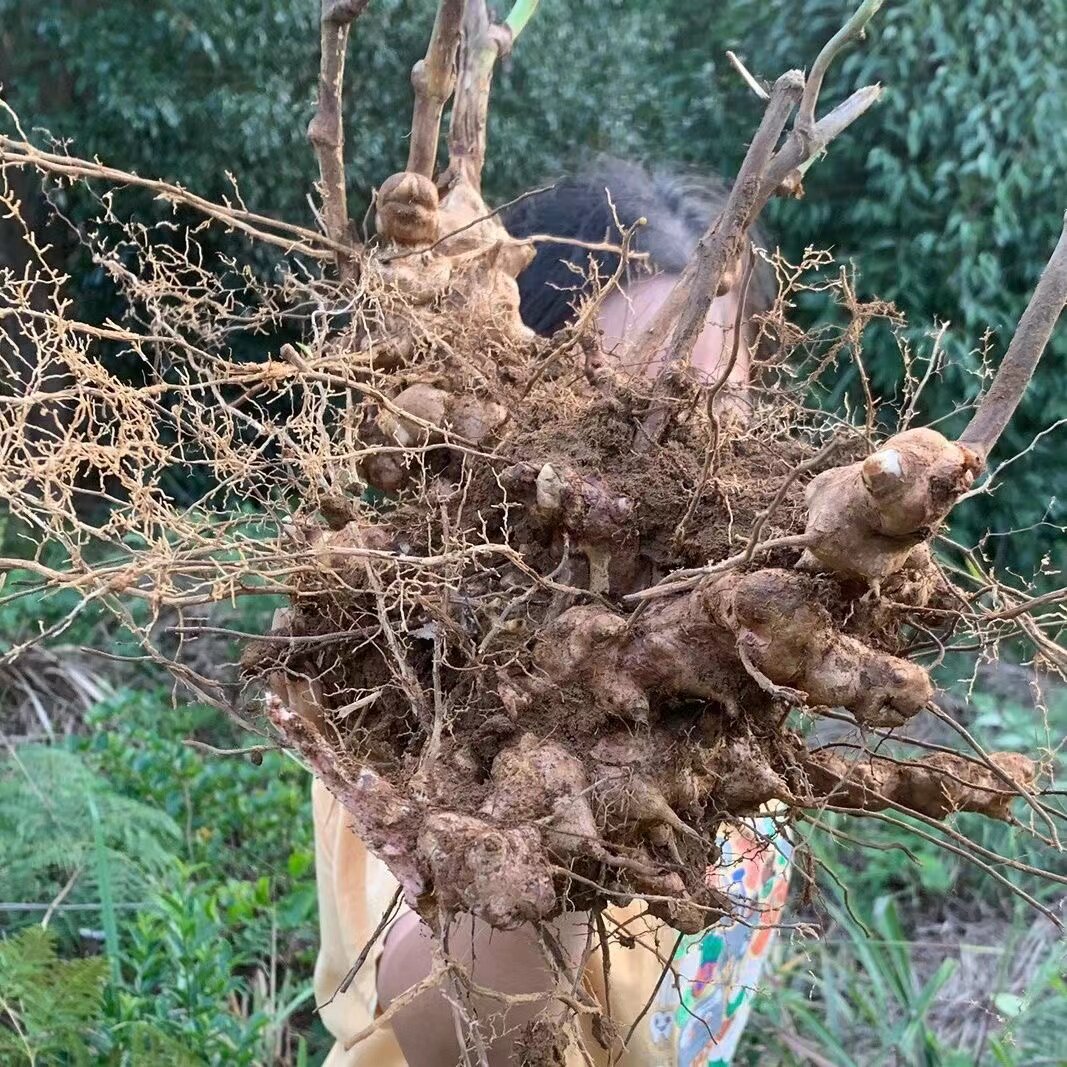 金刚刺中药材 金刚藤 菝葜铁菱角根现挖新鲜金刚藤根铁刺包邮