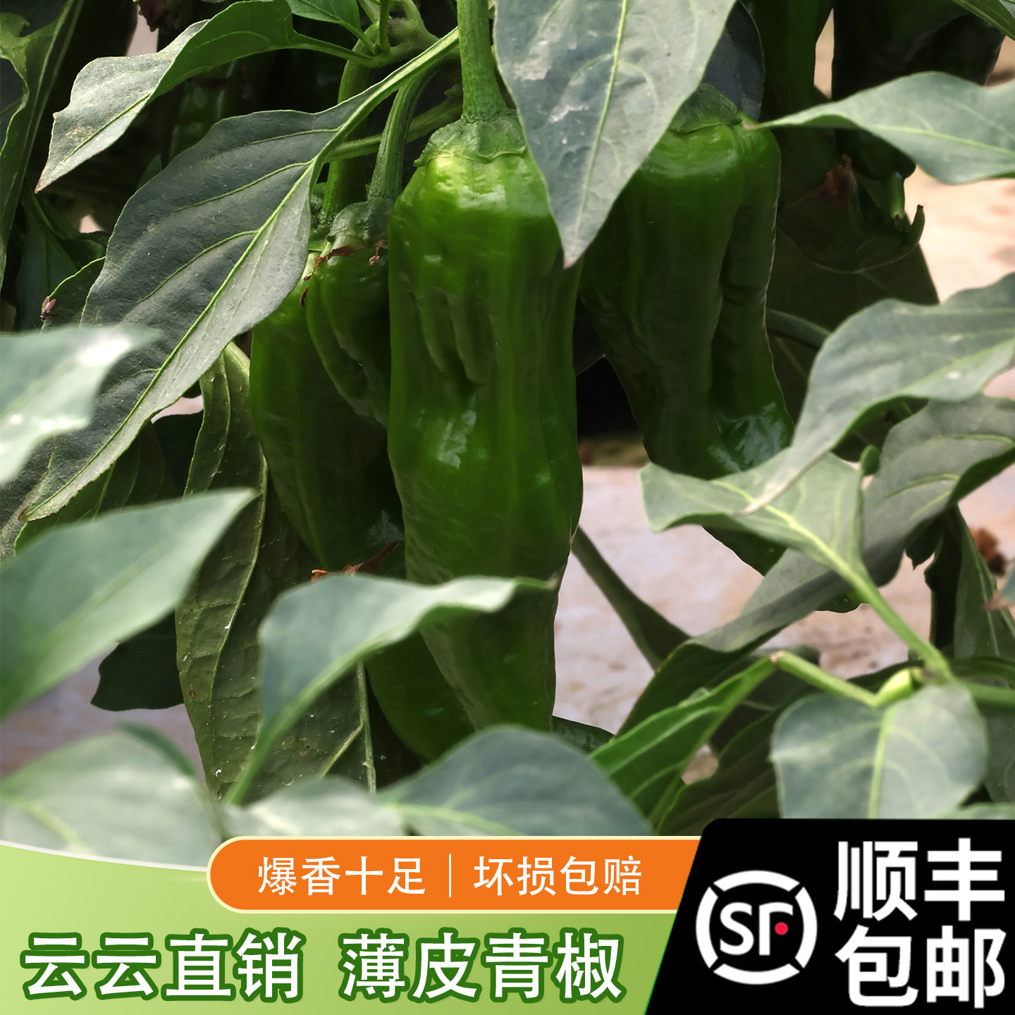 顺丰包邮农家自种辣椒新鲜微辣薄皮椒杂椒现摘当季蔬菜下饭菜