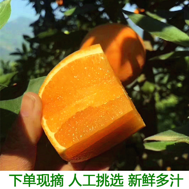 湖北秭归手剥秭归春橙夏橙新鲜水果带箱当季现摘秭归橙子包邮