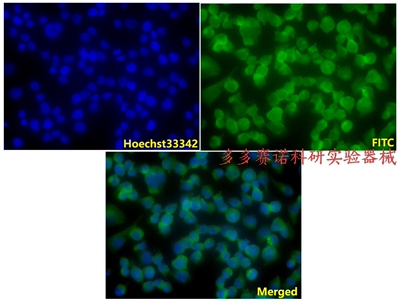 Bioworld 内参抗体 TGAPDH (1A6) mAb，GAPDH (1A6) 单克隆抗体
