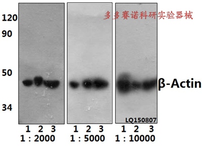 Bioworld内参抗体 β-Actin mAb,β-肌动蛋白(4D3)单克隆抗体-HRP