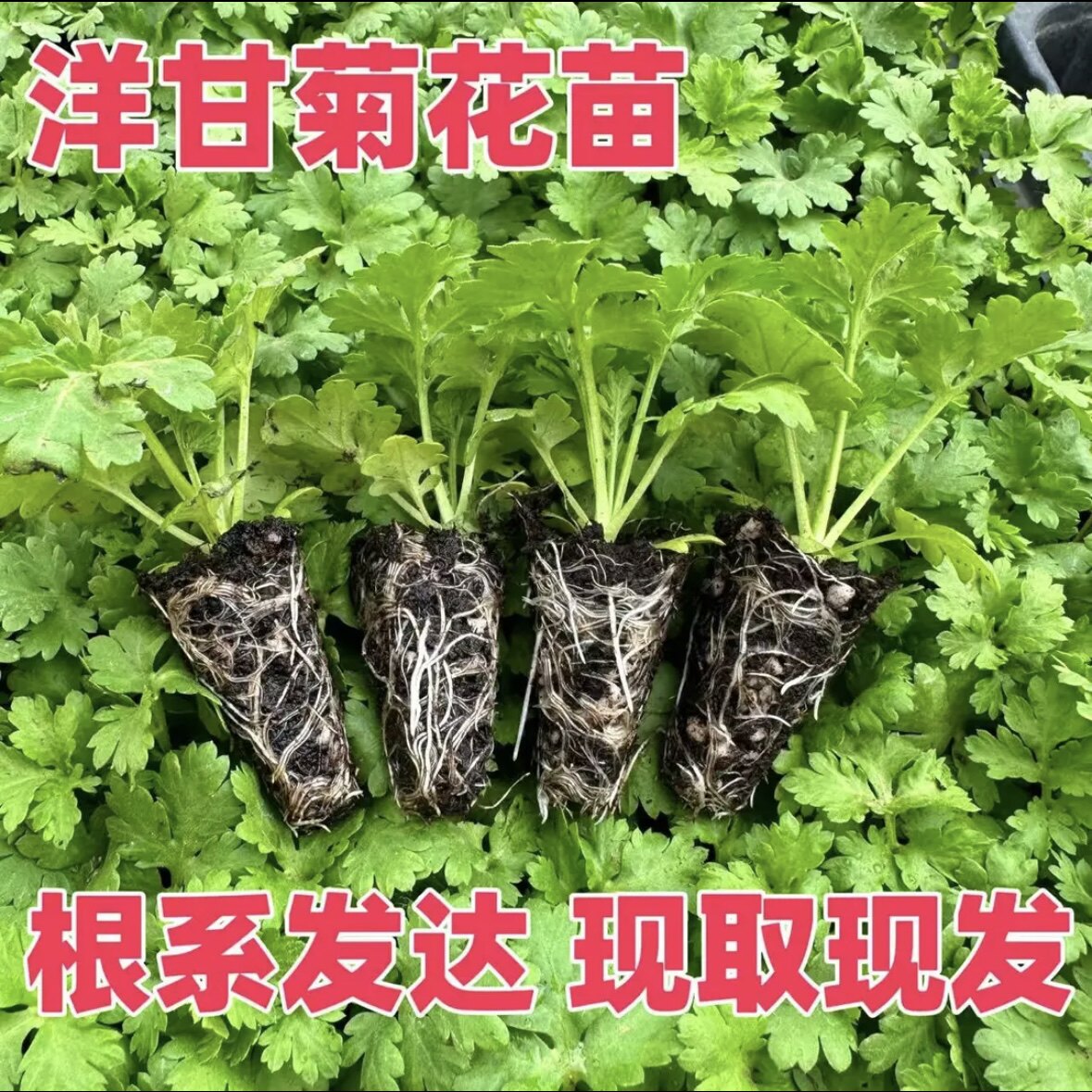 洋甘菊花苗盆栽多年生阳台耐热耐寒庭院花园组合开花机器植物花卉