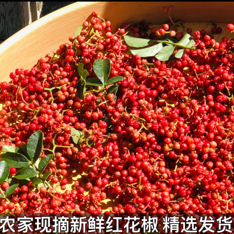 新鲜花椒湖北宜昌红花椒现摘大红袍生鲜花椒特麻1斤湿花椒包邮