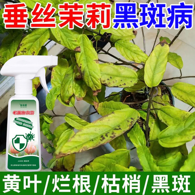 垂丝茉莉黑斑病专用肥料黄叶下垂促开花营养液家用养花营养液盆栽