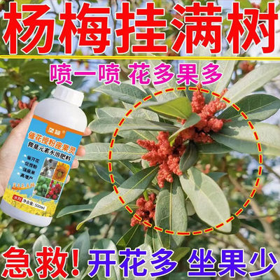 东魁杨梅开花不结果】专用保花保果坐果剂不软果不掉果不烂果落果