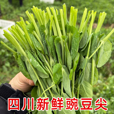正宗四川特产农家嫩新鲜豌豆尖一叶一心当季现掐蔬菜自种龙须豆苗