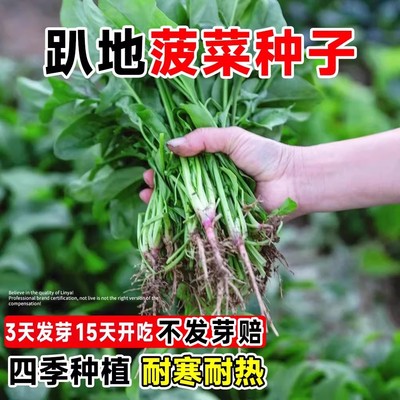 趴地菠菜种子老品大叶耐寒
