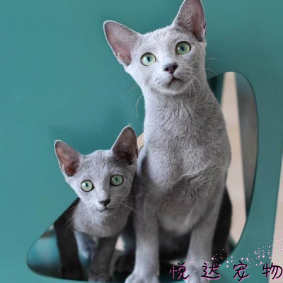 香港猫舍俄罗斯蓝猫幼崽北欧精灵冬之精马耳活体家养蓝猫宠物猫咪