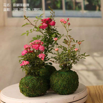 带花苞迷你超微型月季水中美人