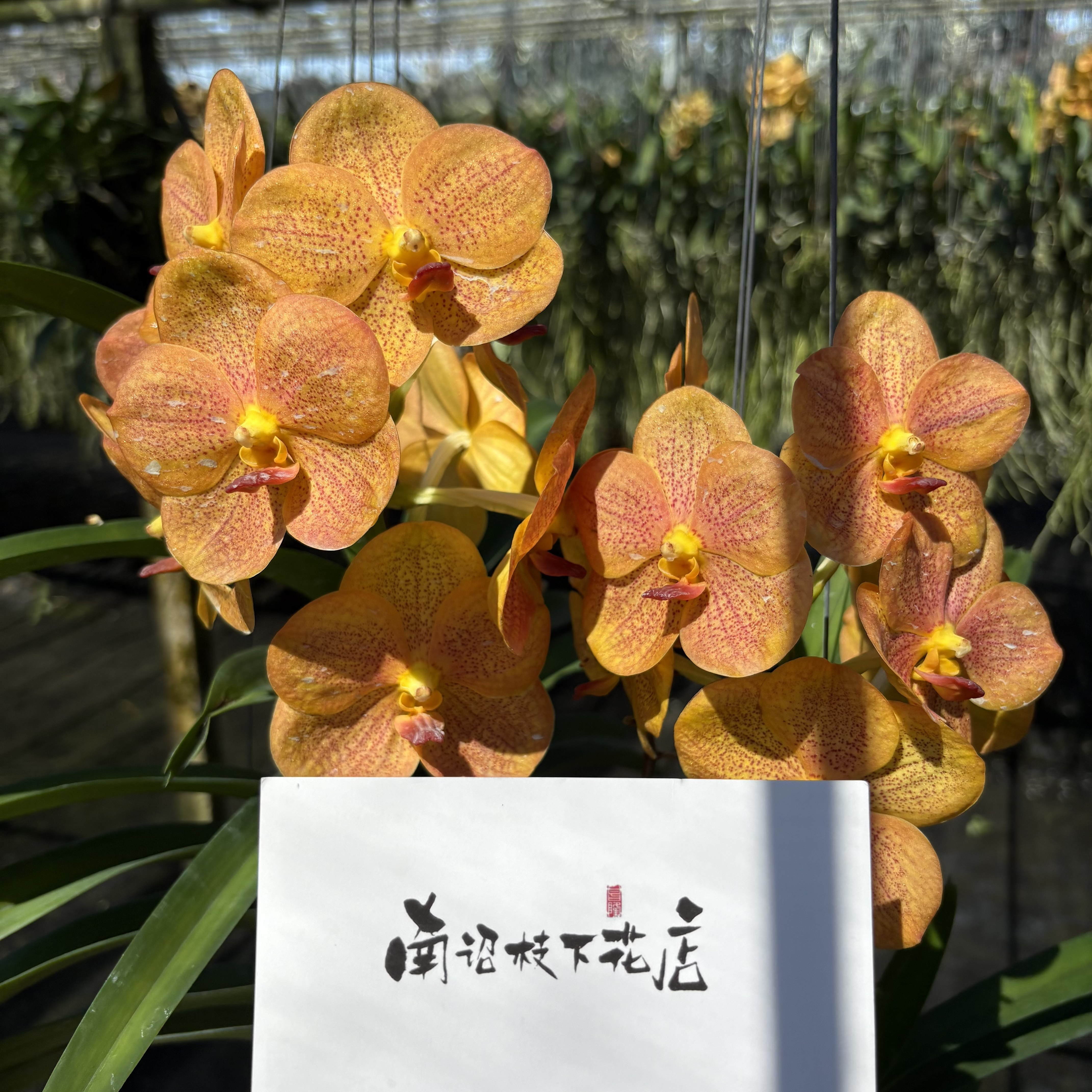 【南诏二级】金色蝴蝶暖橙万代兰 | 阳光活力爆花品种 元气兰花