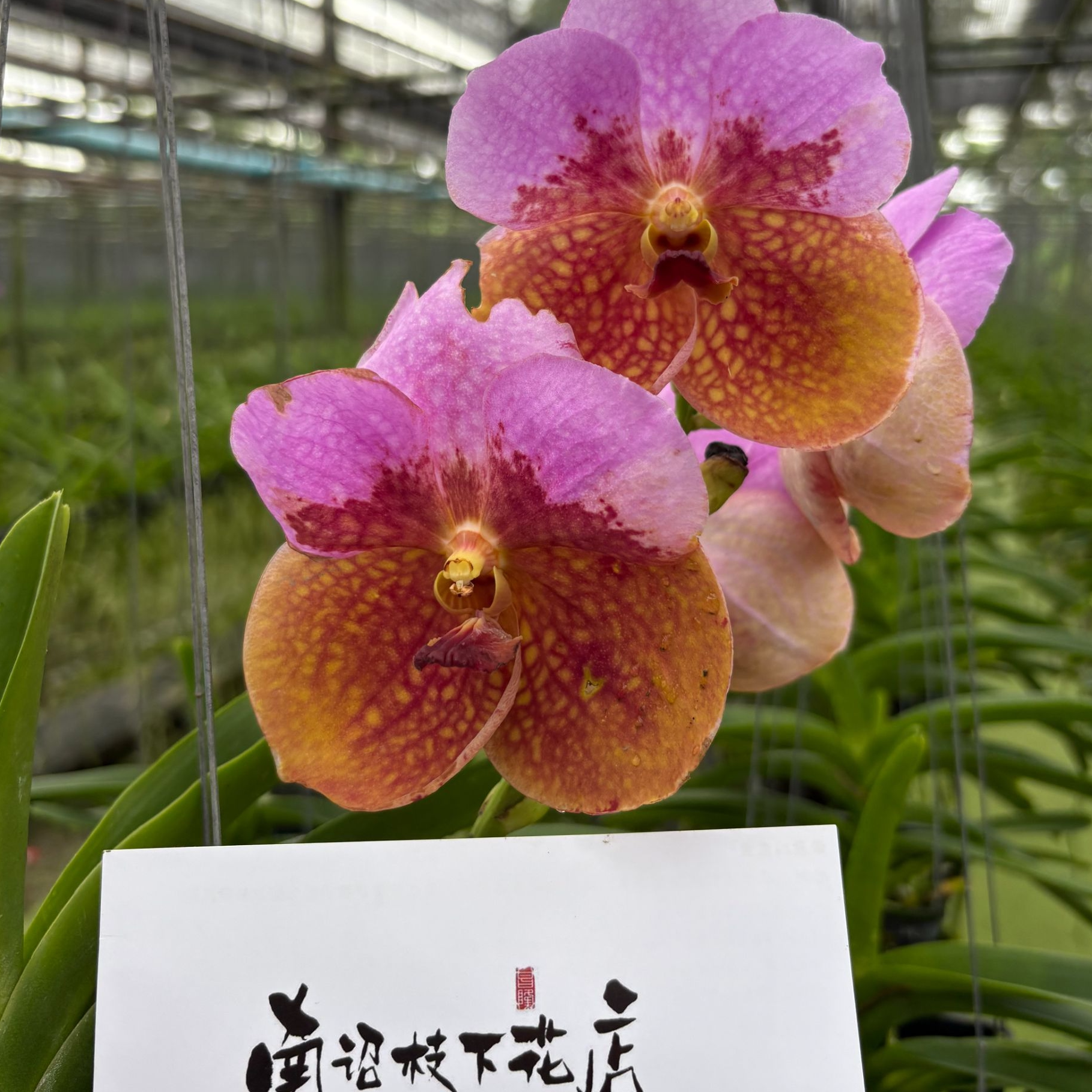 【南诏特级】AS彩虹桥V.ASRainbowBridge万代兰粉橙双色 花瓣绚烂