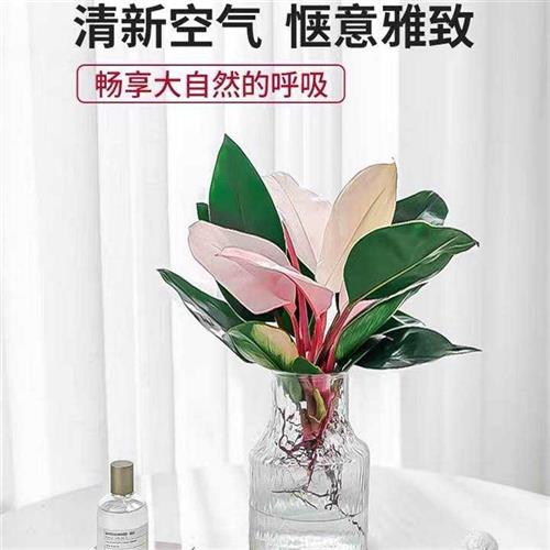 粉钻水培植物室内绿植粉公主蔓绿绒懒人好养植物客厅办公室吸甲醛