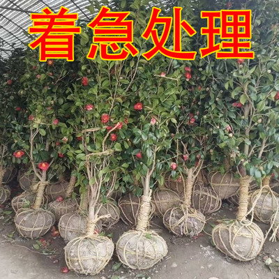 山茶花树苗盆栽带苞香妃五