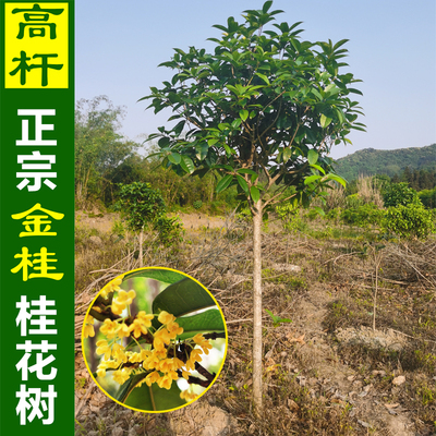 正宗原生浓香桂花树苗地栽庭院