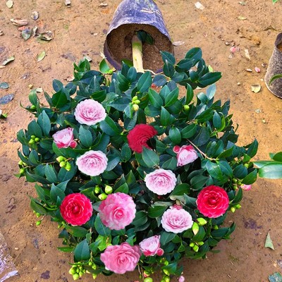 茶花盆栽树苗香妃五色赤丹室内