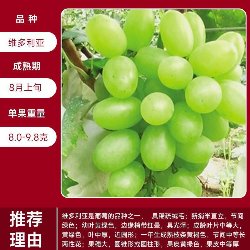 维多利亚葡萄苗蓝宝石巨峰葡萄树苗果树苗盆栽地栽南北方种植爬藤