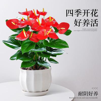 婉芳红掌盆栽带花大盆