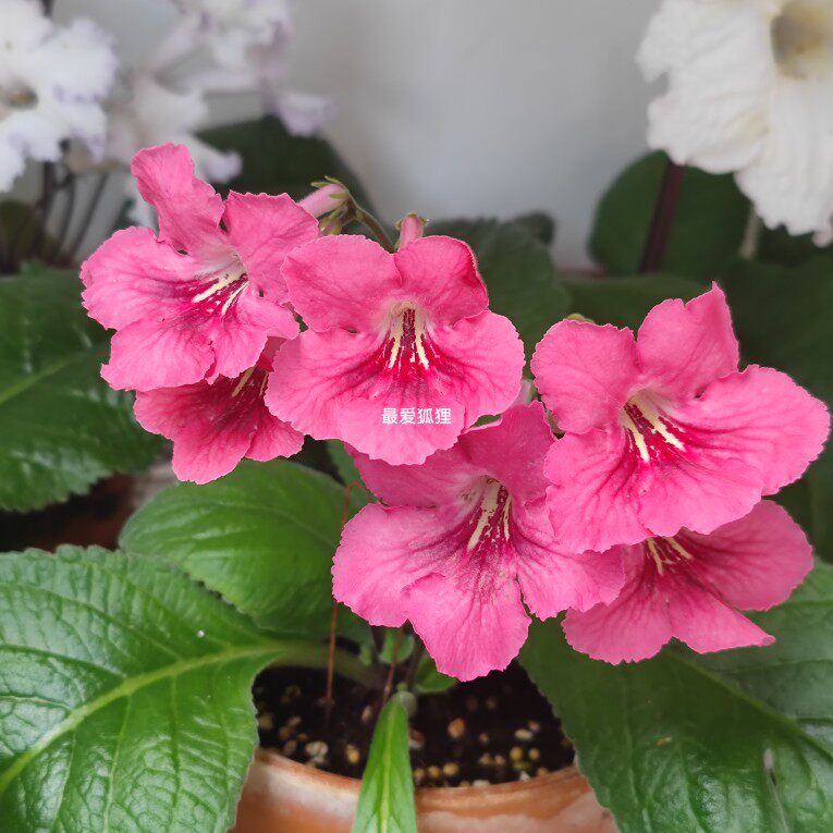 苦苣苔堇兰~蝶(国内花友繁殖)室内耐阴四季开花多年生