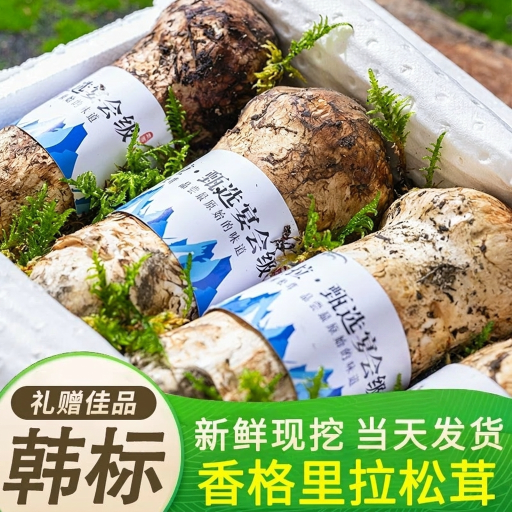 2026云南现挖新鲜松茸正品香格里拉特产野生食用菌菇出口级不开伞