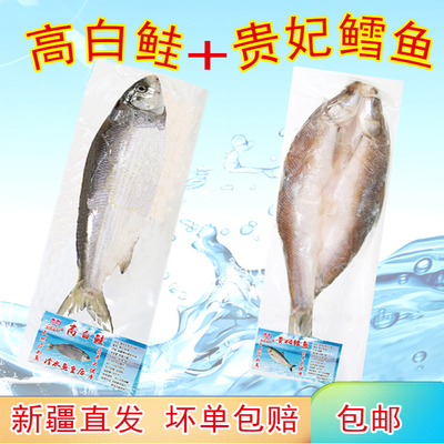高白鲑贵妃鳕鱼新疆冷水鱼净膛