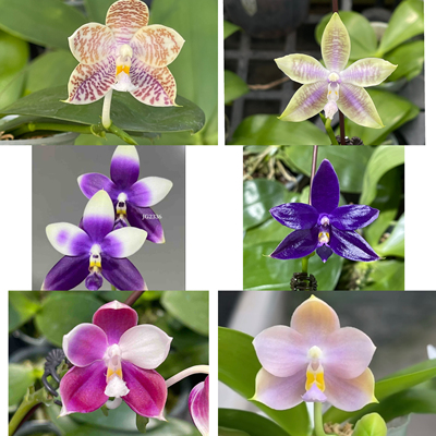 花农杰哥原生种珍奇类趣味浓香型蝴蝶兰