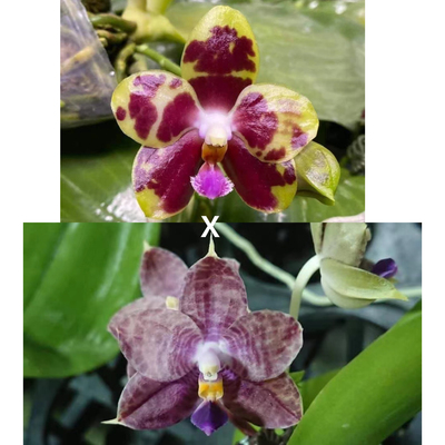 花农杰哥原生种趣味珍奇类蝴蝶兰直播专用AMM41