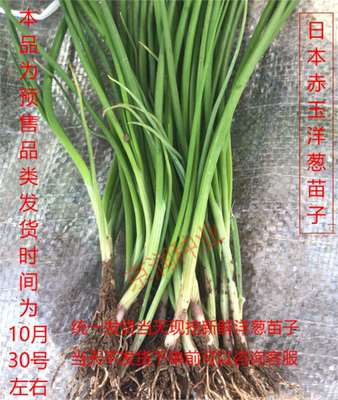 京润春季口感好洋葱苗高产