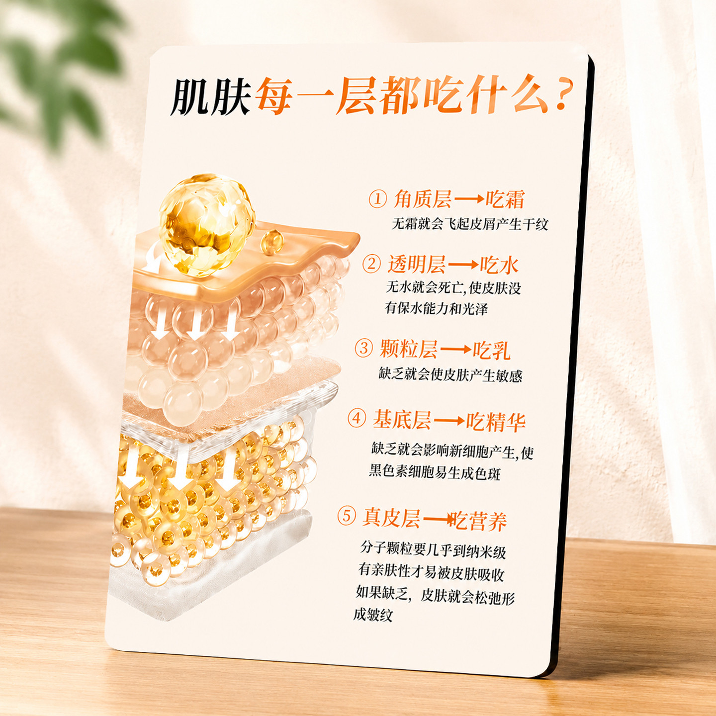 肌肤分层保养知识展示牌美容院美容店桌面装饰摆件