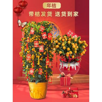 年桔金桔树盆栽带果年宵花绿植新年开业大型朱砂橘客厅招财四季桔
