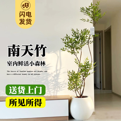 南天竹大型盆栽南天竺老桩绿植高级感客厅室内办公室旺宅真树植物