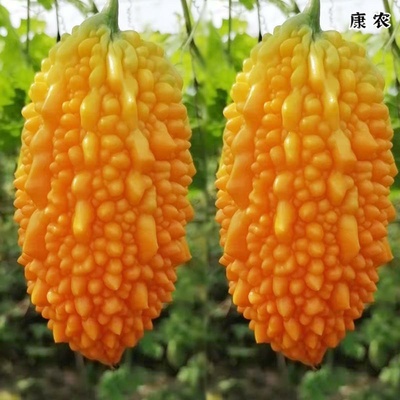 金赖瓜苗葡萄濑癞种籽玲子