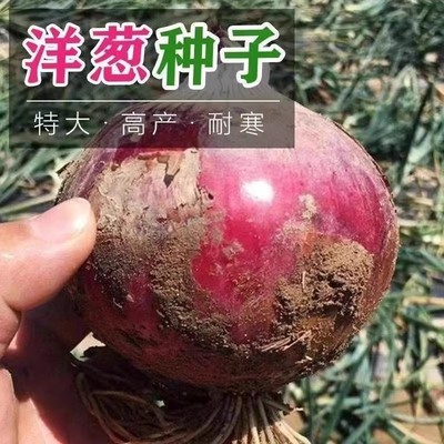 红皮洋葱种子种籽种植苗特大圆葱耐寒紫皮秧苗葱种孑蔬菜幼苗苗子