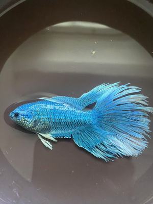 中国斗鱼改良多骨多胸针爆针游龙冷水淡水观赏鱼耐养免打氧免加温