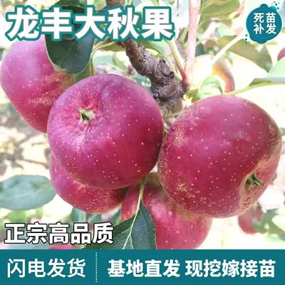 新品种龙丰果树苗嫁接小沙
