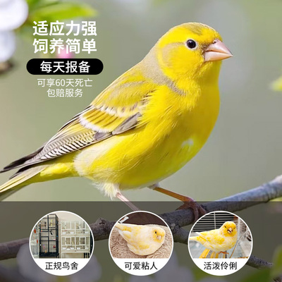 玉鸟活鸟七彩文鸟珍珠鸟山东黄鸟