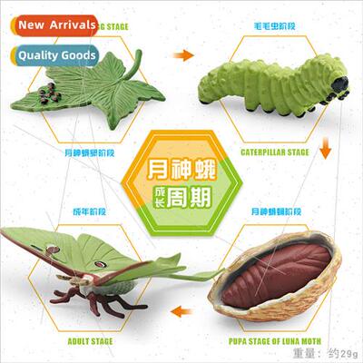 Insect animal moon god moth growth cycle model long-tailed l