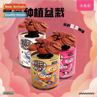 Ganoderma lucidum planting pots green plants fun planting de