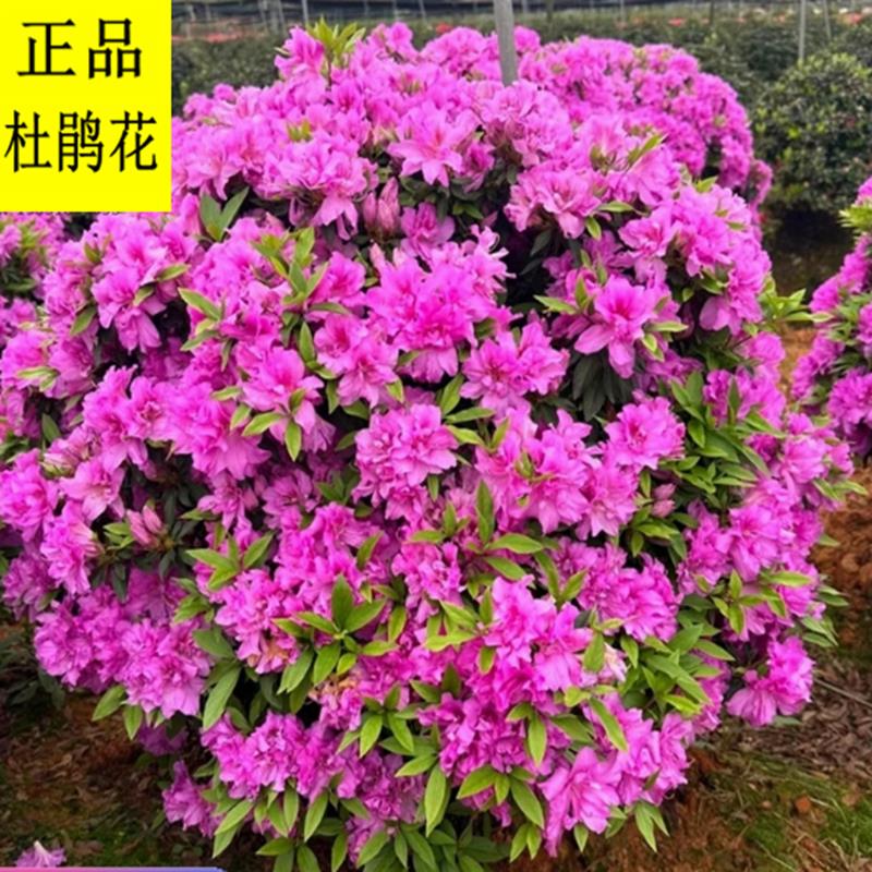 毛杜鹃球杜鹃花树苗紫娟花小苗别墅庭院地栽盆栽四季常青绿化植物