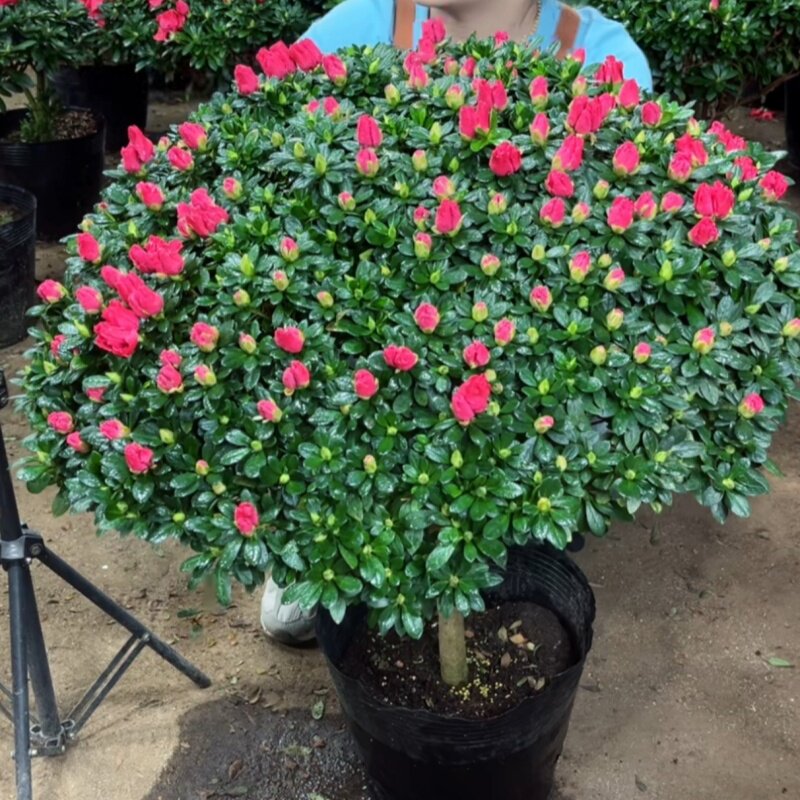 杜鹃花盆栽大苗带花苞老桩树花卉盆栽植物室内外阳台别墅庭院花卉