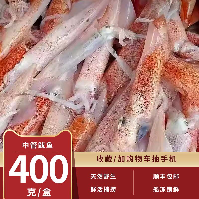 东山中管鱿鱼冷冻鲜活海兔子弹管笔管鱼海鲜水产中管鱿酒店商用