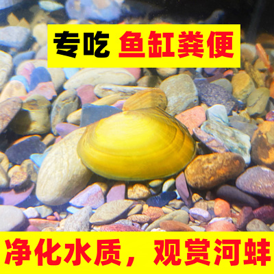 专吃鱼屎乌龟粪便观赏河蚌